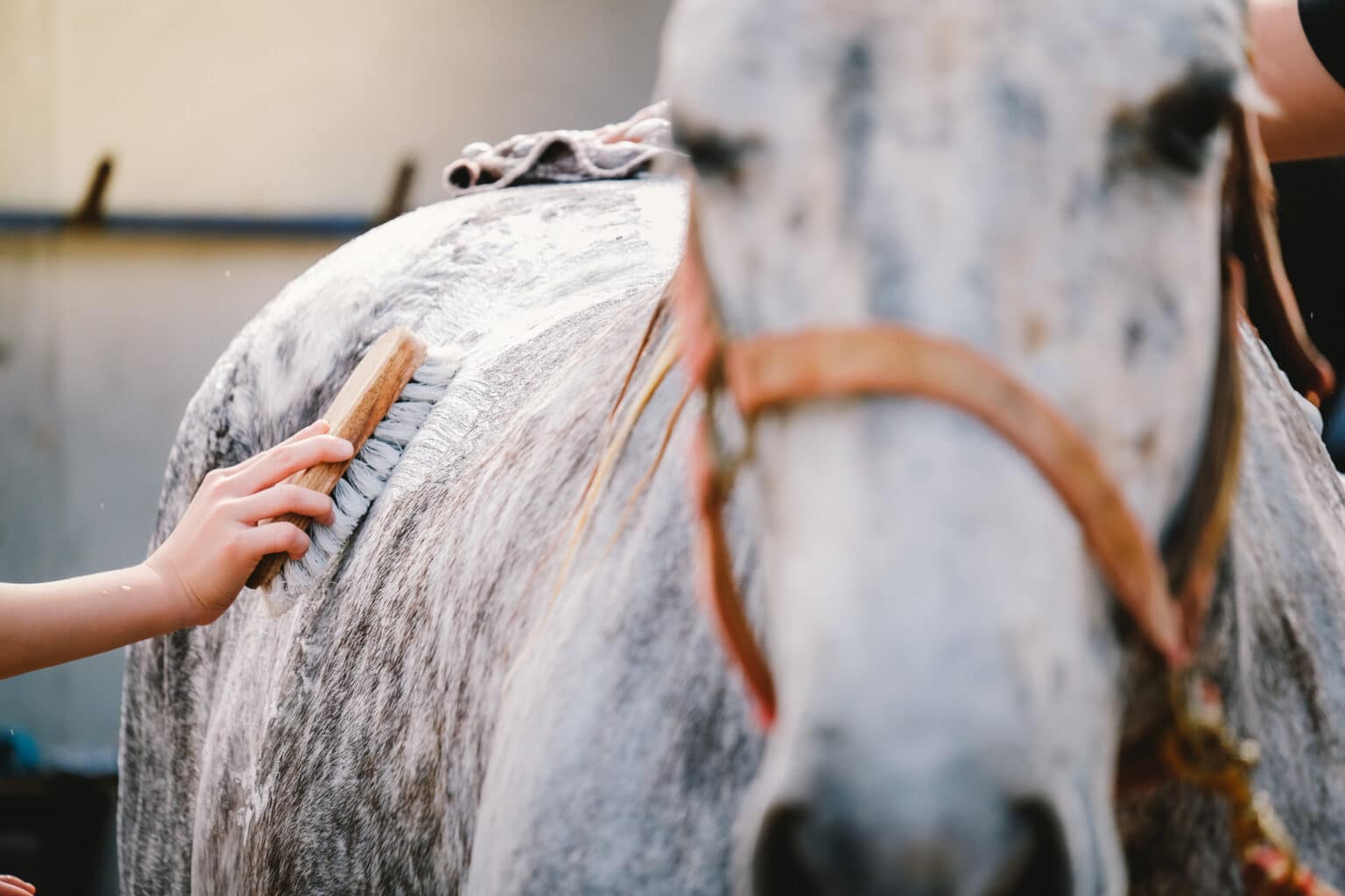 6 Important Horse Brushes To Buy And How To Use Them