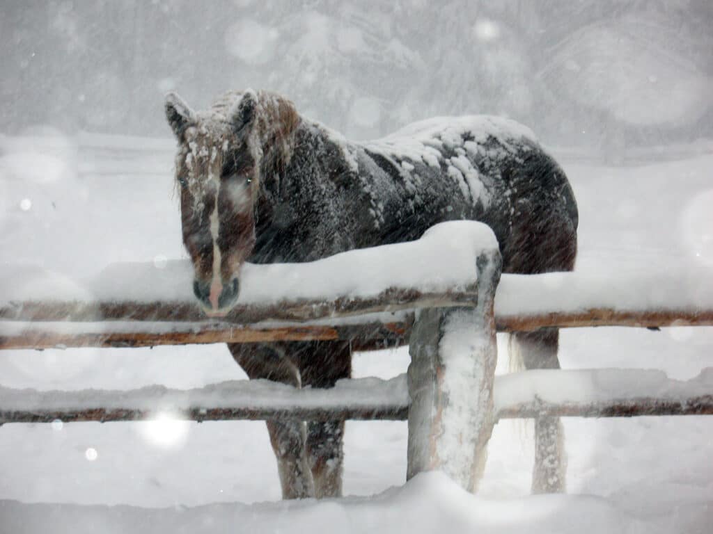 6 Essential Winter Barn Safety Tips Every Owner Needs