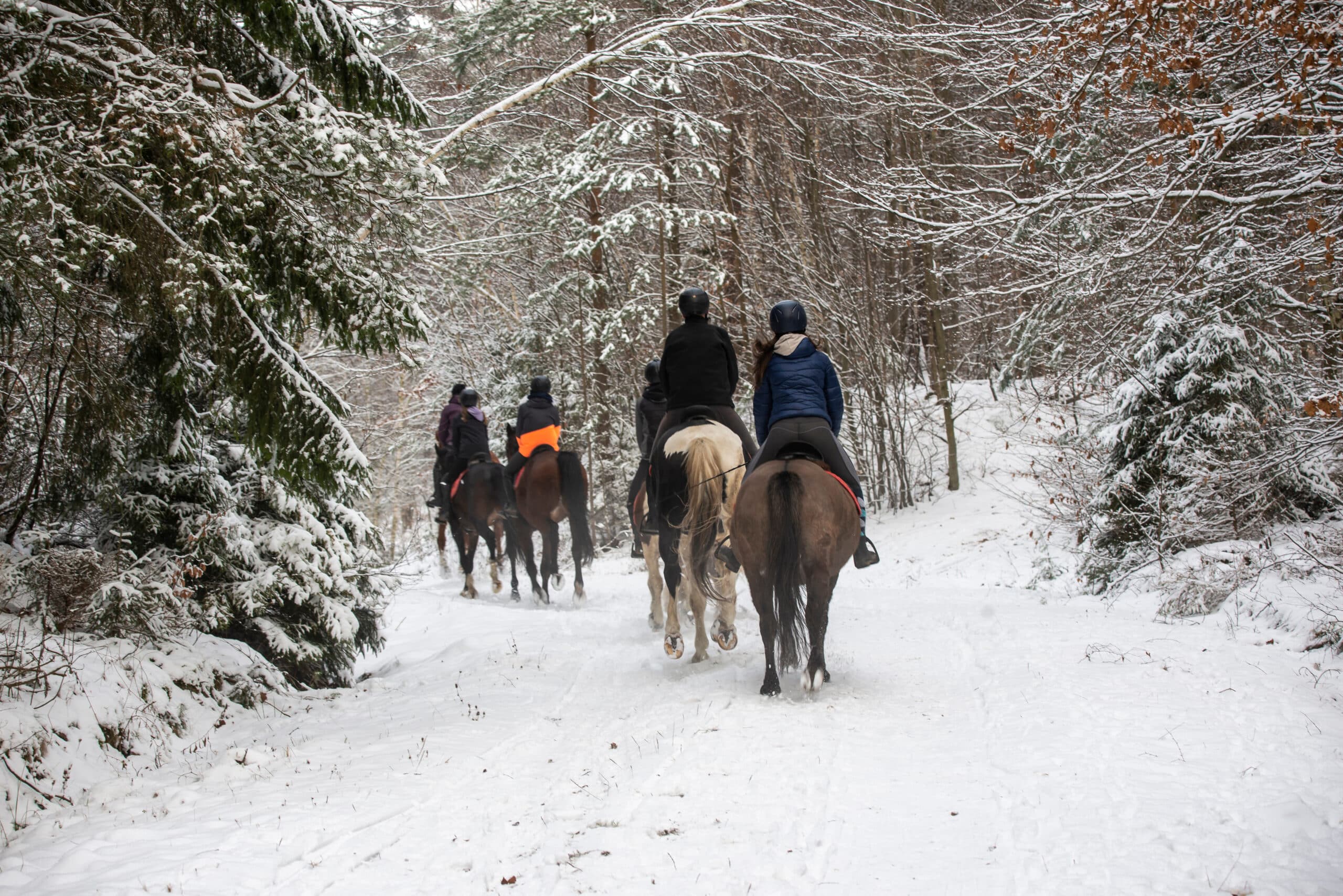 Horse And Saddle Shop: 7 Proven Winter Gear Upgrades